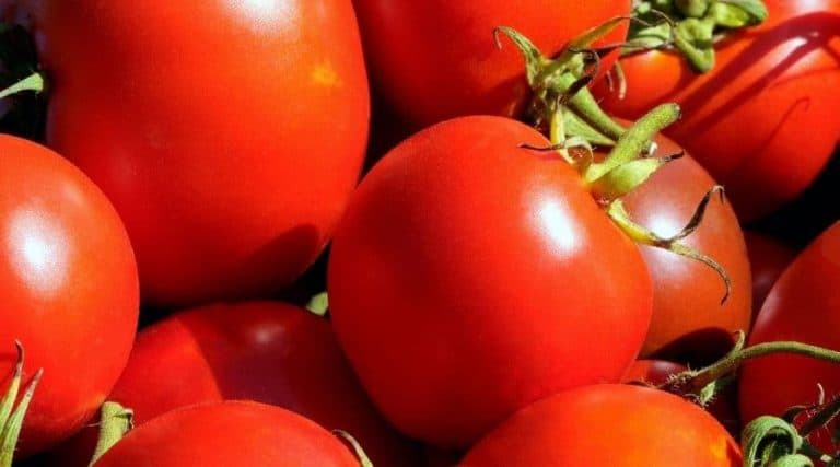 Why Are Tomato Skins Tough? (How to Avoid it) - Simplify Gardening