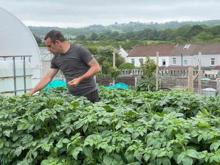 How to Choose the Best Feed for Your Growing Potatoes - Simplify Gardening