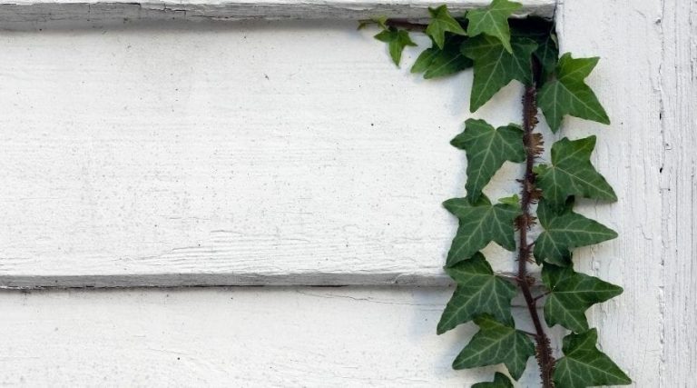25 Best Climbing Vines For Beautiful Gardens - Simplify Gardening