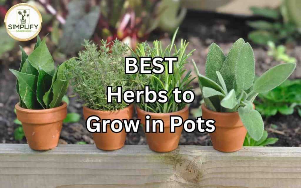 15 Best Herbs To Grow in Pots? Small Space Growing - Simplify Gardening