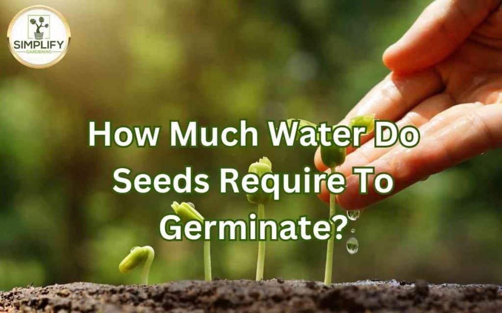 How Much Water Do Seeds Require To Germinate? - Simplify Gardening