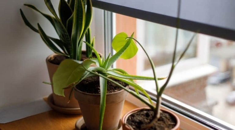 15 Plants Easy to Care for in a North-Facing Window - Simplify Gardening