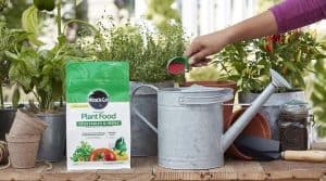 Truth On Using Miracle-Grow On Vegetables What You Must Know - Simplify ...