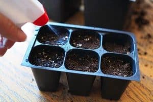How Much Water Do Seeds Require To Germinate? - Simplify Gardening