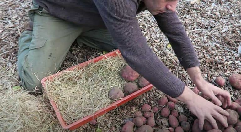 How To Store and Preserve Potatoes Long Term The Perfect Way - Simplify ...