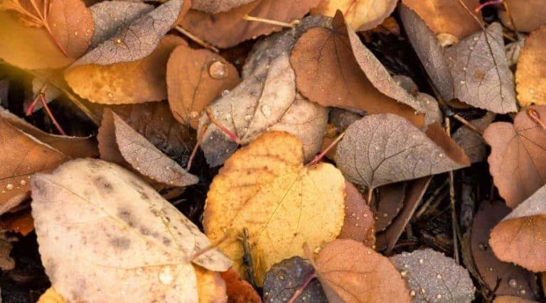 15 Ways to Revive Dead Garden Soil. (Save Money Today) - Simplify Gardening