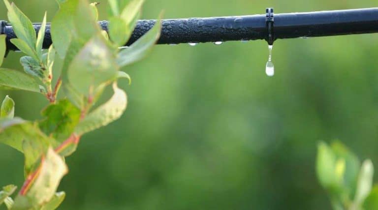 Pros Vs. Cons Of Drip Irrigation In Your Garden - Simplify Gardening