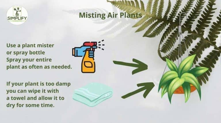 How To Water and Mist Air Plants (Tillandsia)? - Simplify Gardening