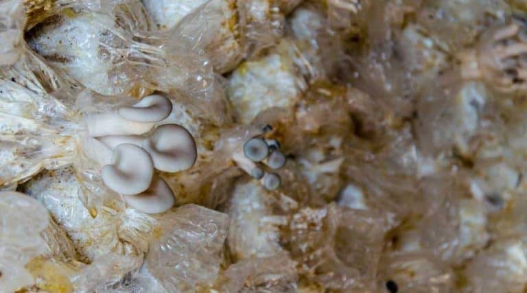 How to Grow Mushrooms at Home - Simplify Gardening