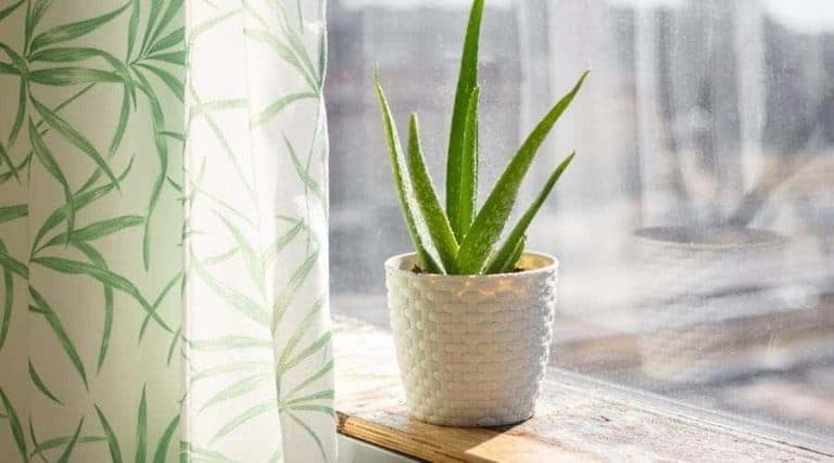 The Beautiful Aloe Vera That Purifies The Air At Home - Simplify Gardening