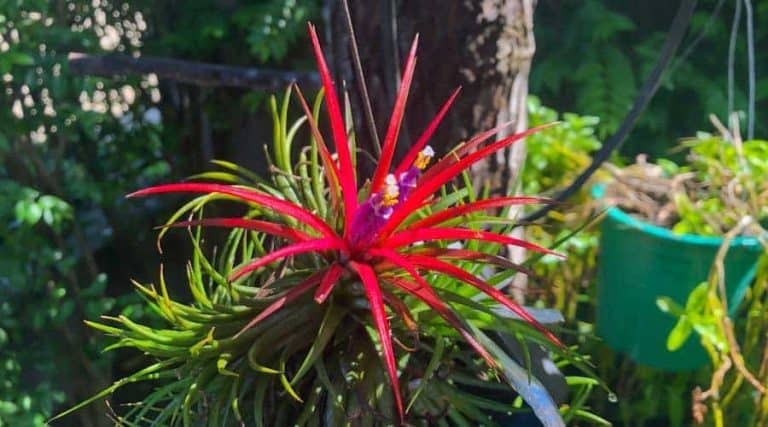 What To Do After Tillandsia (Air Plants) Flower? - Simplify Gardening