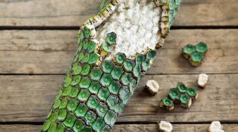 Do Monstera Fruit, And Can You Eat It? - Simplify Gardening