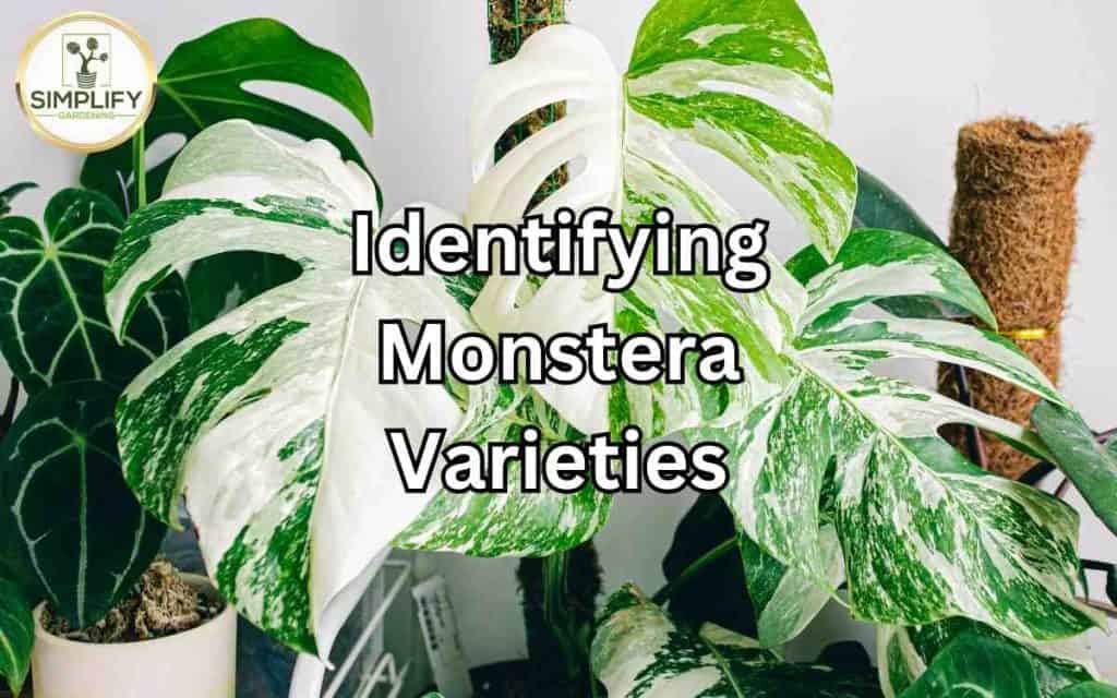 The Best Pot Sizes For Monstera and What To Avoid - Simplify Gardening