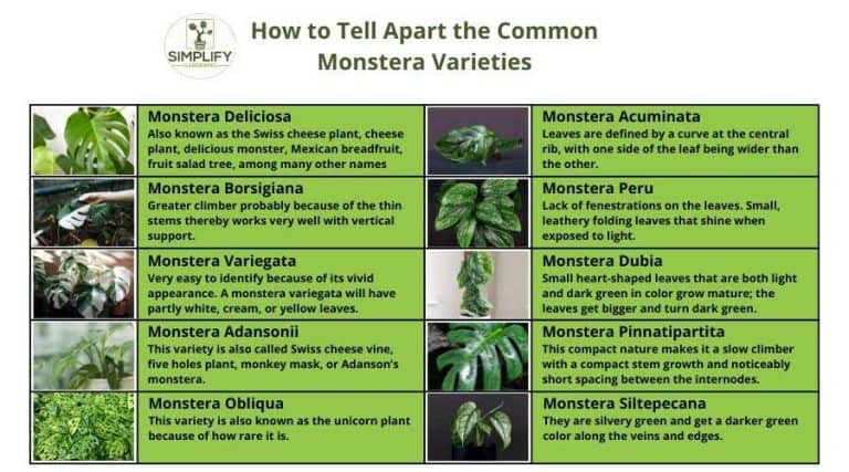 How To Know What Monstera Variety You Have? - Simplify Gardening