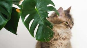 Monstera Toxicity: How to Keep Your Pets Safe - Simplify Gardening