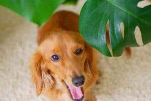 Monstera Toxicity: How to Keep Your Pets Safe - Simplify Gardening