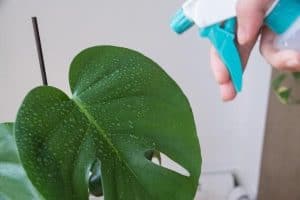 Monstera Toxicity: How to Keep Your Pets Safe - Simplify Gardening