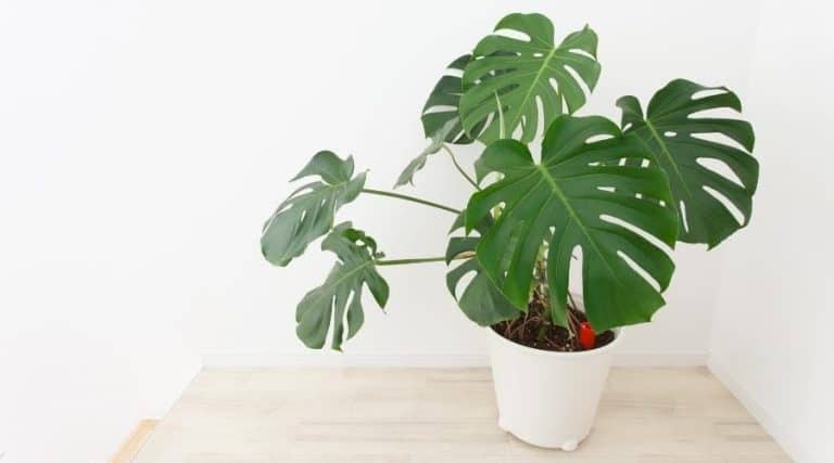 The Complete Monstera Care Guide (Swiss Cheese Plant) - Simplify Gardening