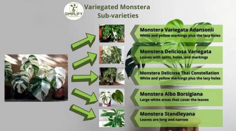 How To Know What Monstera Variety You Have? - Simplify Gardening