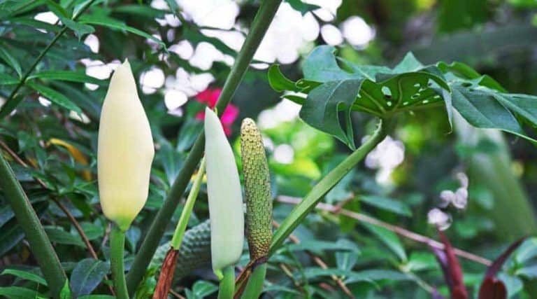 Do Monstera Fruit, And Can You Eat It? - Simplify Gardening