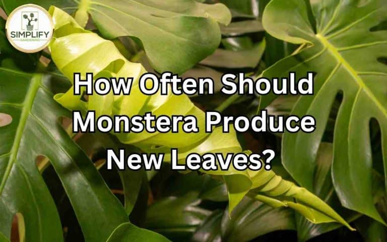Monstera Toxicity: How to Keep Your Pets Safe - Simplify Gardening