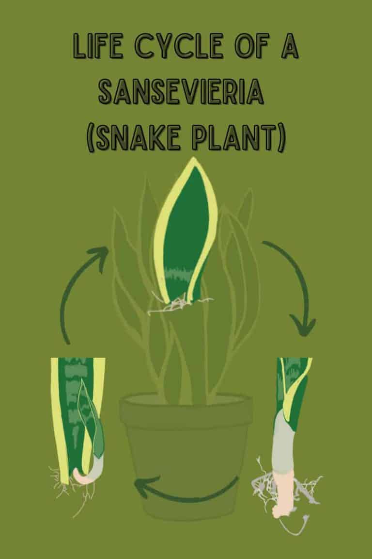 How Long Does a Snake Plant (Sansevieria) Live? - Simplify Gardening