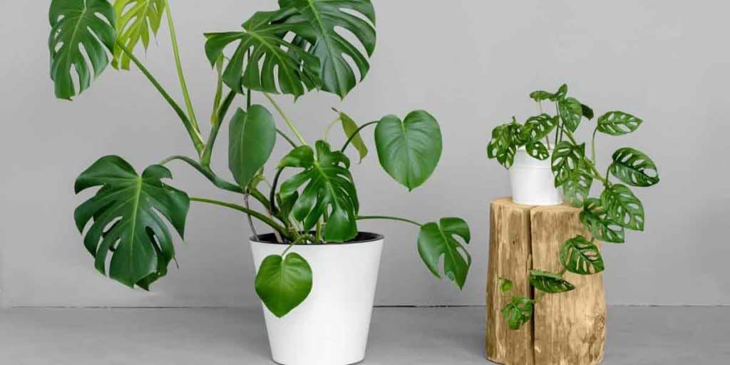 The Best Pot Sizes For Monstera and What To Avoid - Simplify Gardening