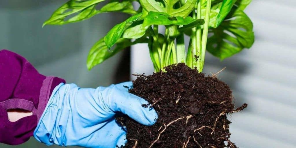 Monstera Soil Mix: How to Choose the Right One - Simplify Gardening