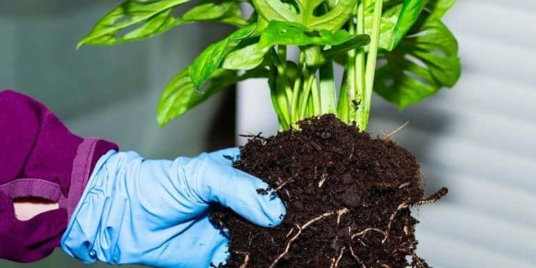 Monstera Soil Mix: How to Choose the Right One - Simplify Gardening