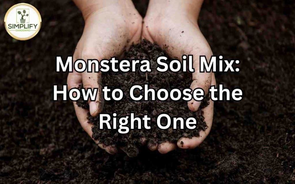 Monstera Soil Mix: How to Choose the Right One - Simplify Gardening