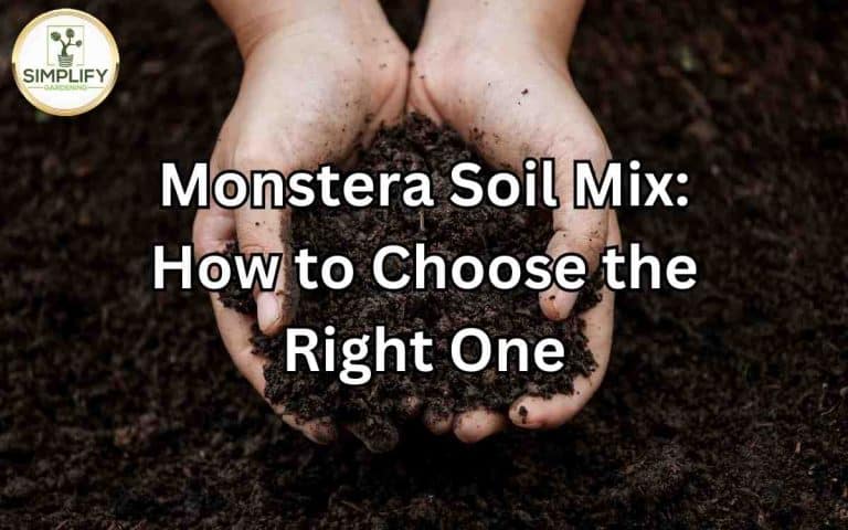 Monstera Soil Mix: How to Choose the Right One - Simplify Gardening