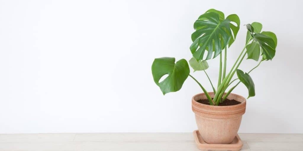 Misting Monstera. Do They Really Like Or Need It? - Simplify Gardening