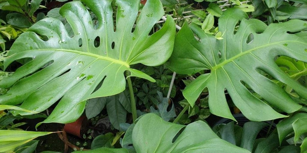 Misting Monstera. Do They Really Like Or Need It? - Simplify Gardening