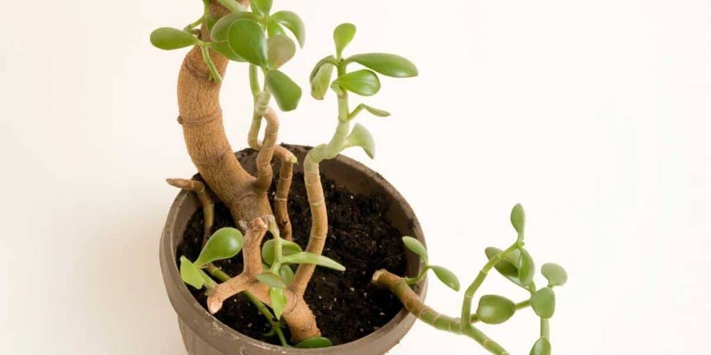 Watering Jade Plants: A Complete Guide - Simplify Gardening