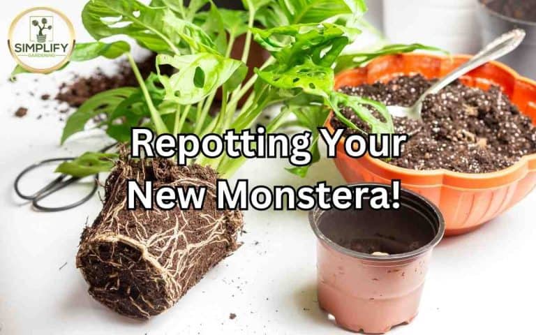 Misting Monstera. Do They Really Like Or Need It? - Simplify Gardening
