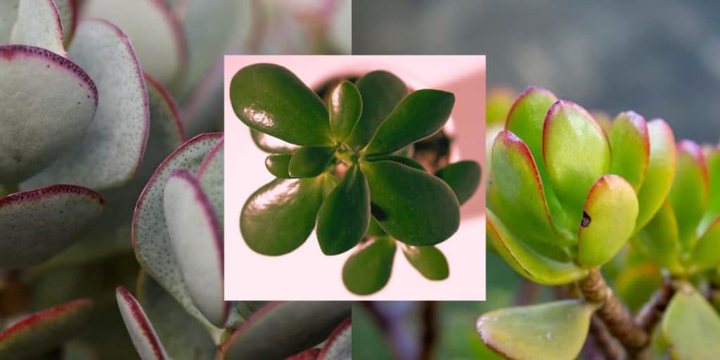 Jade Plants Leaves Turning Red Here Is What You Need To know - Simplify ...