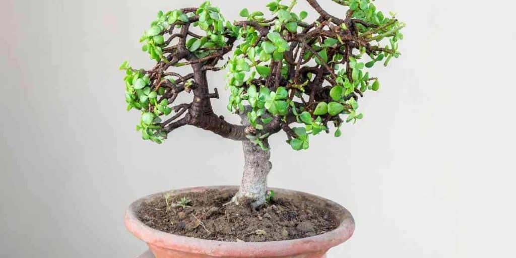 Do Jade Plants Like Small Pots? The Perfect Size! - Simplify Gardening