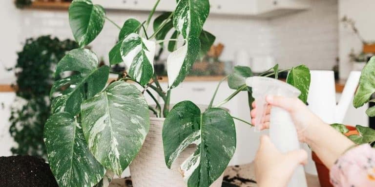 Misting Monstera. Do They Really Like Or Need It? - Simplify Gardening