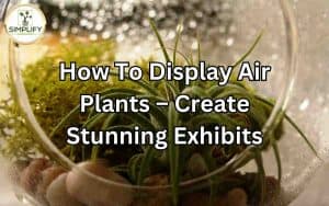How To Display Air Plants - Create Stunning Exhibits - Simplify Gardening