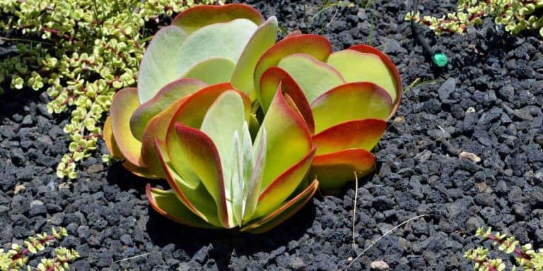 Grow Stunning Jade Plants From Cuttings The Easy Way - Simplify Gardening