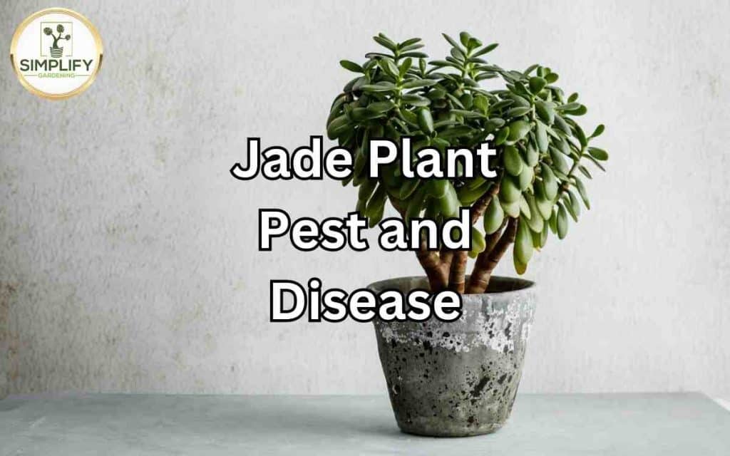 Monstera Albo - The Ultimate Care Guide - Simplify Gardening