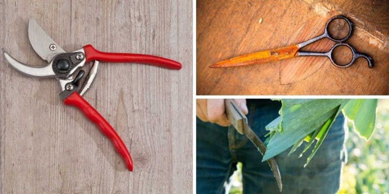 How To Trim Snake Plants For Unbelievable Results - Simplify Gardening