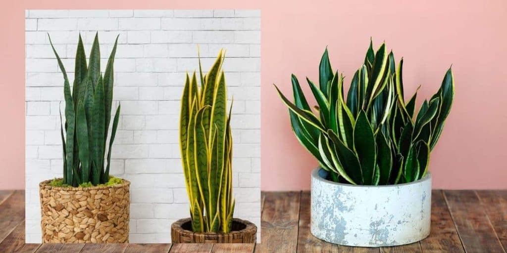 What Is The Best Soil For Sansevieria (Snake Plant) - Simplify Gardening