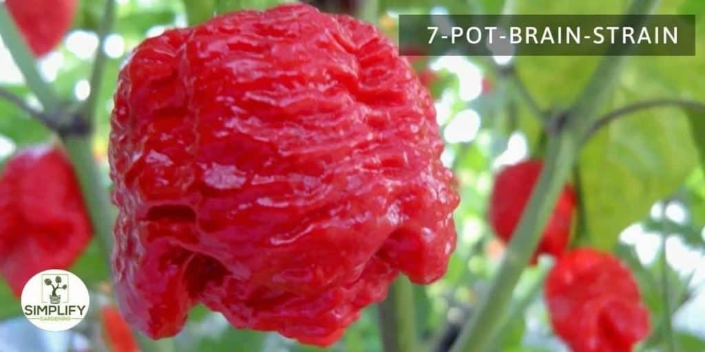 15 Best Hottest Peppers That Will Blow Your Head Off - Simplify Gardening