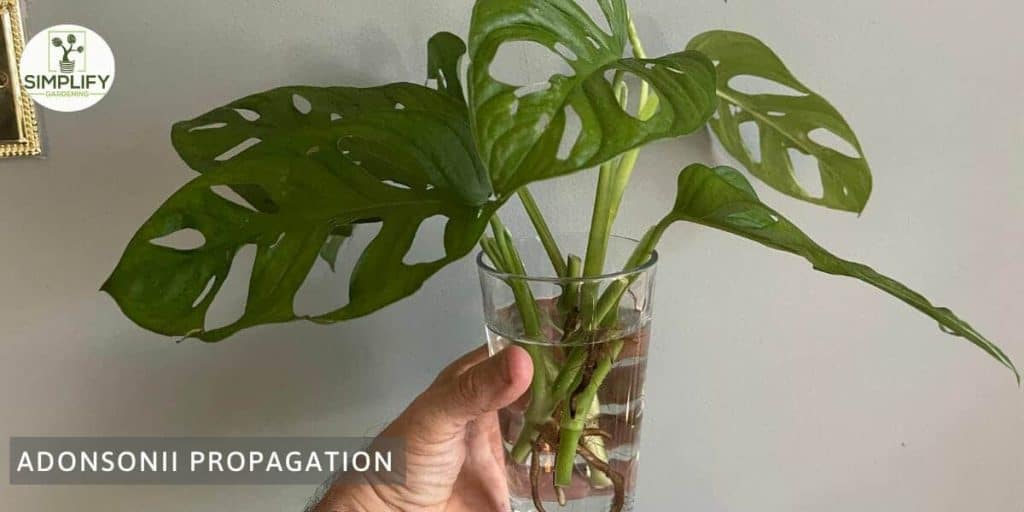 Grow your Monstera family: Propagating Monstera Deliciosa made easy ...
