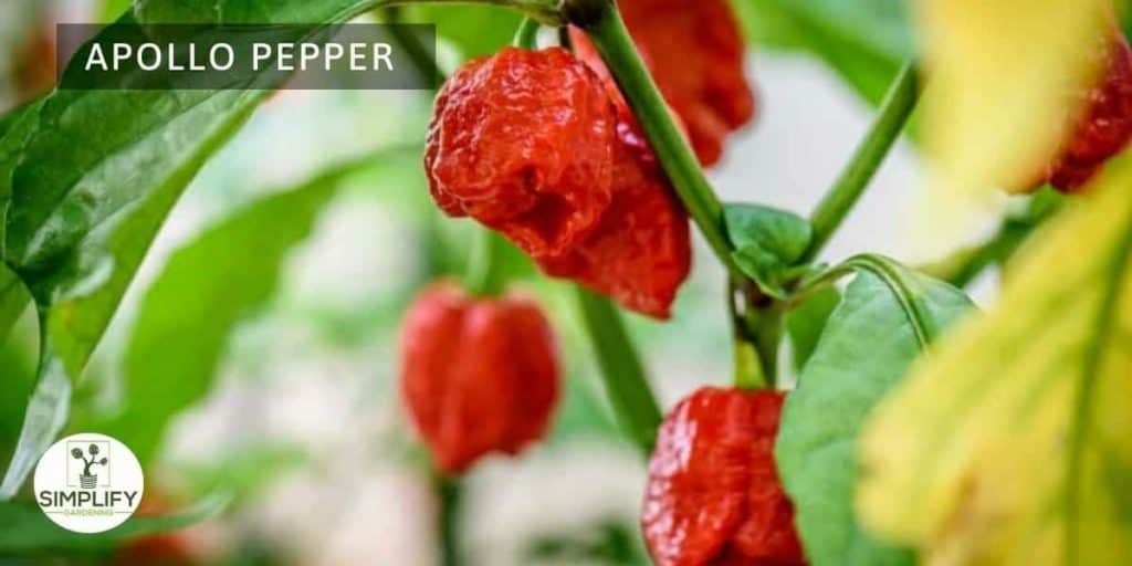 15 Best Hottest Peppers That Will Blow Your Head Off - Simplify Gardening