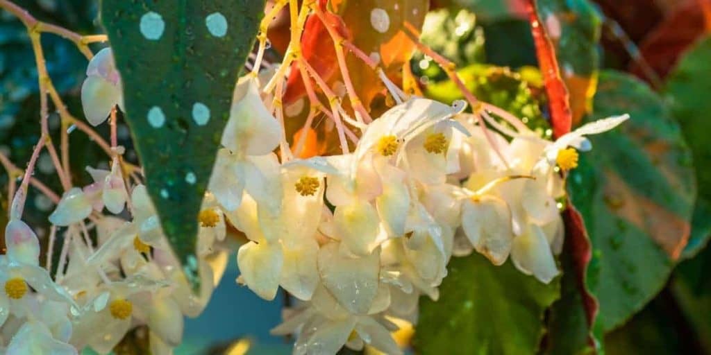 Polka Dot Begonia Ultimate Care Guide - Simplify Gardening