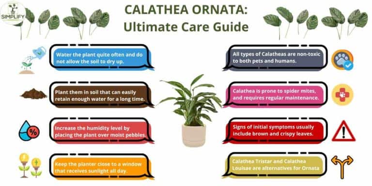 Calathea Ornata: The Ultimate Care Guide - Simplify Gardening