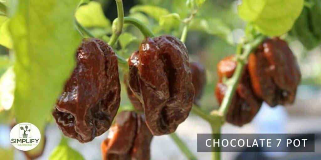 15 Best Hottest Peppers That Will Blow Your Head Off - Simplify Gardening