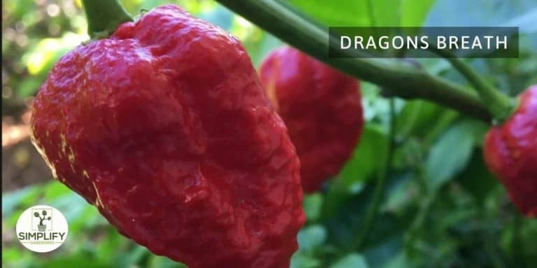 15 Best Hottest Peppers That Will Blow Your Head Off - Simplify Gardening